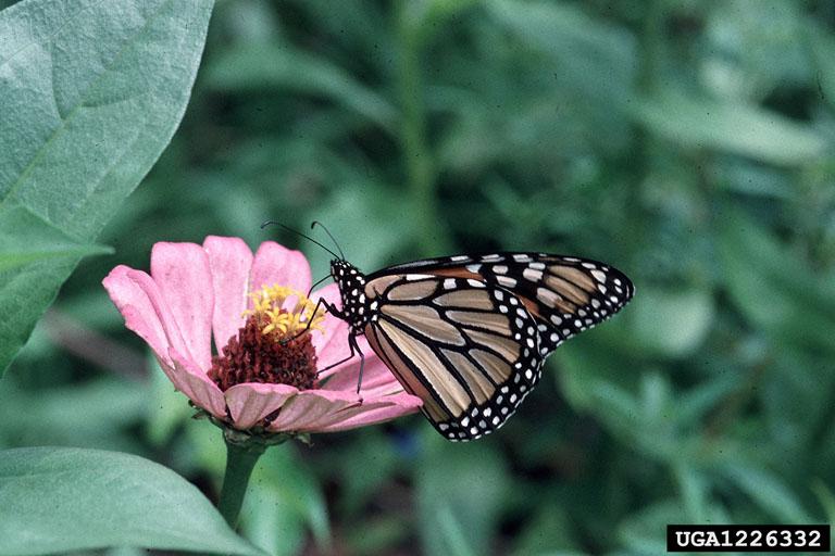 monarch butterfly (Danaus plexippus (Linnaeus))