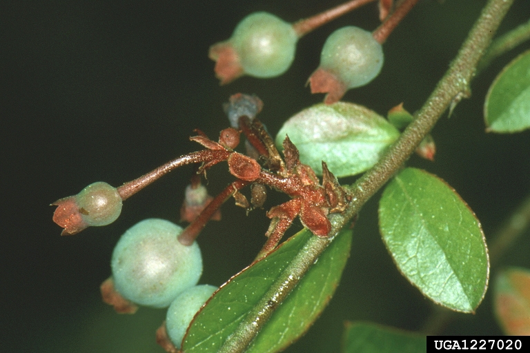 blueberry bud mite (Acalitus vaccinii (Keifer, 1939))