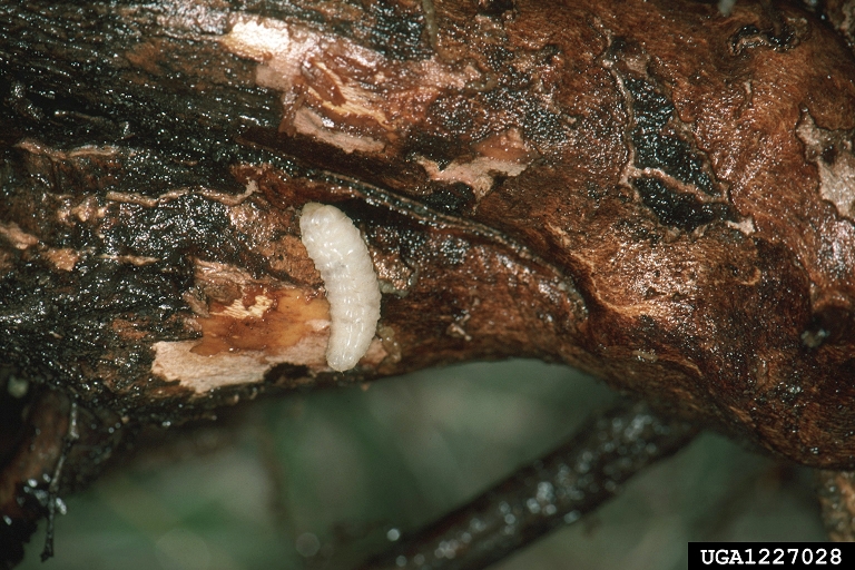 Northern citrus root weevil (Pachnaeus opalus (Olivier, 1807))