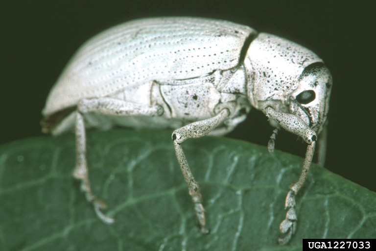 Northern citrus root weevil (Pachnaeus opalus (Olivier, 1807))