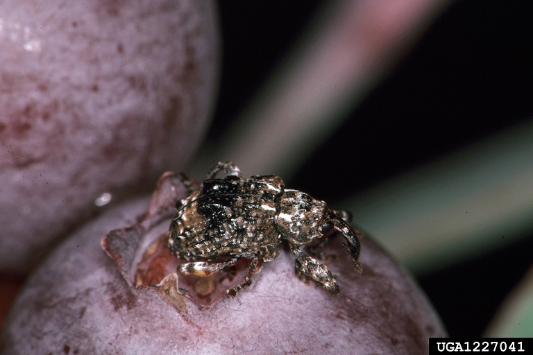 plum curculio (Conotrachelus nenuphar)
