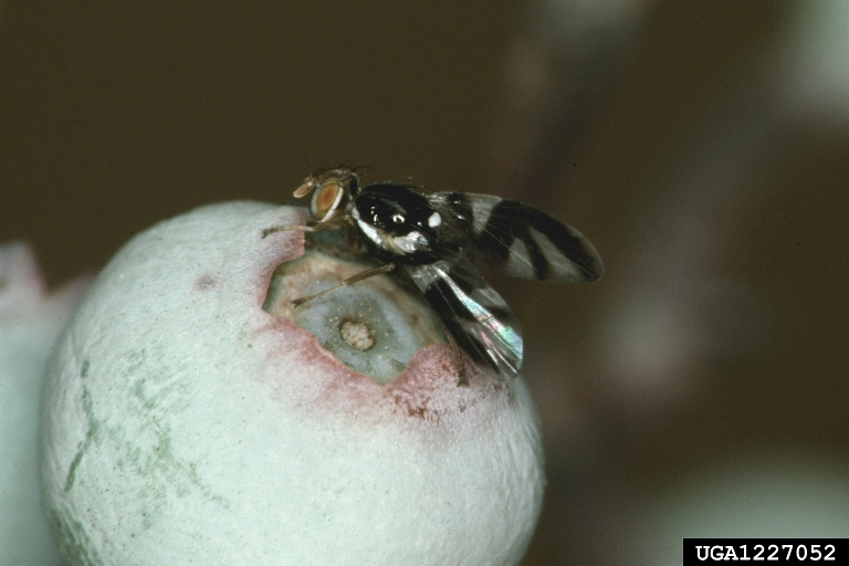 blueberry maggot (Rhagoletis mendax)