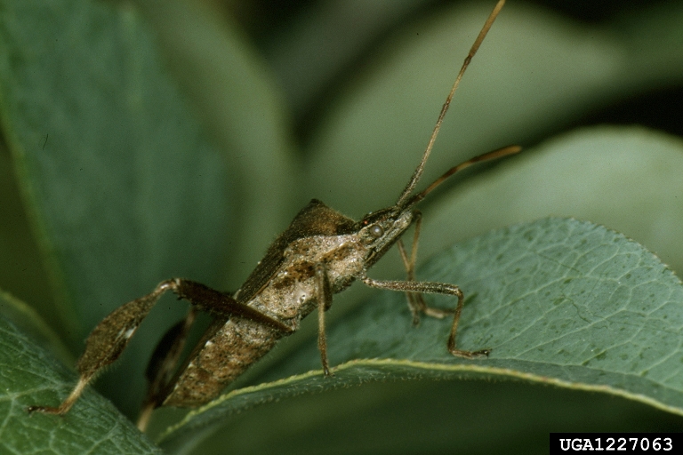 leaf-footed bugs (Genus Leptoglossus)