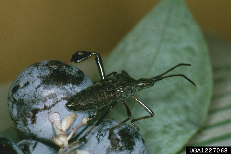 leaf-footed bugs (Genus Leptoglossus Guerin-Meneville, 1831)