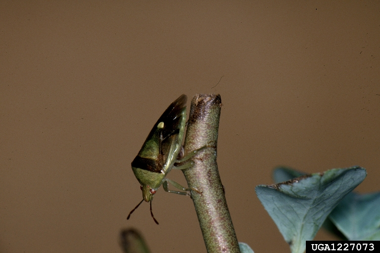 banasa stink bug (Banasa dimiata (Say, 1832))