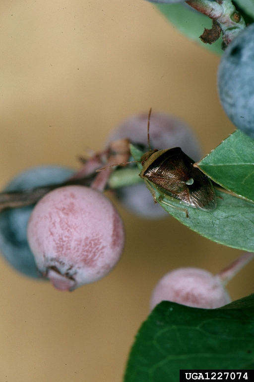 banasa stink bug (Banasa dimiata (Say, 1832))