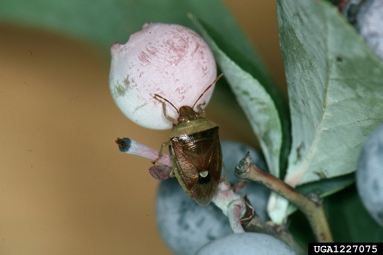 banasa stink bug (Banasa dimiata)