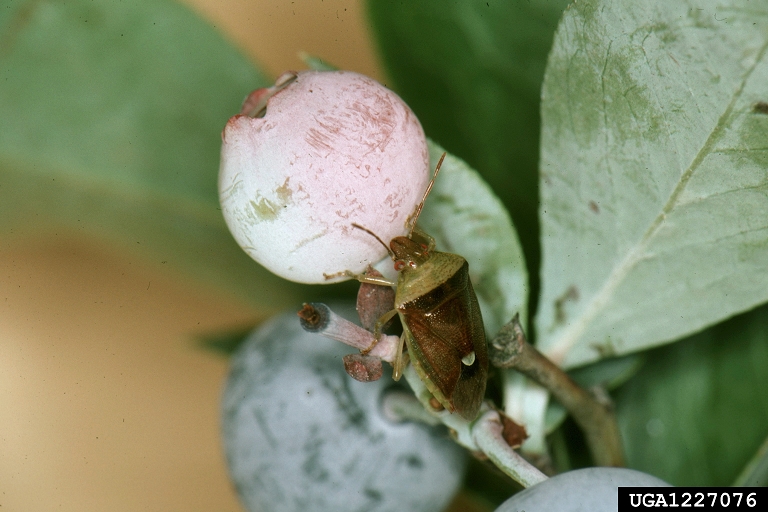 banasa stink bug (Banasa dimiata)