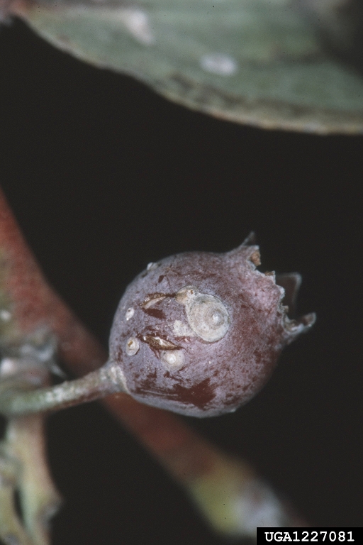 putnam scale (Diaspidiotus ancylus (Putnam))