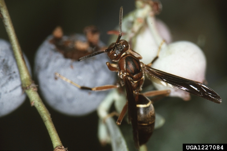 Paper Wasps Genus Polistes Latreille 1802