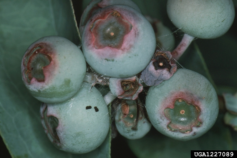 cranberry fruitworm (Acrobasis vaccinii Riley)