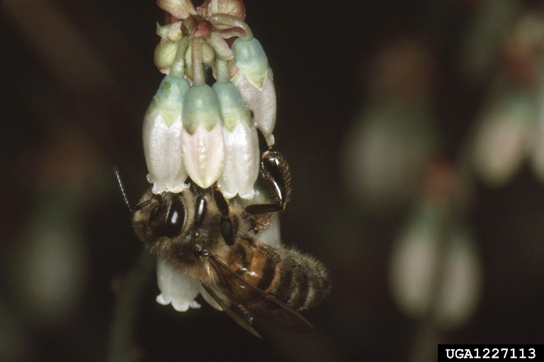 honey bee (Apis mellifera Linnaeus)