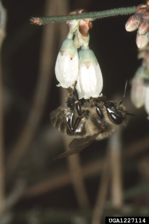 honey bee (Apis mellifera Linnaeus)