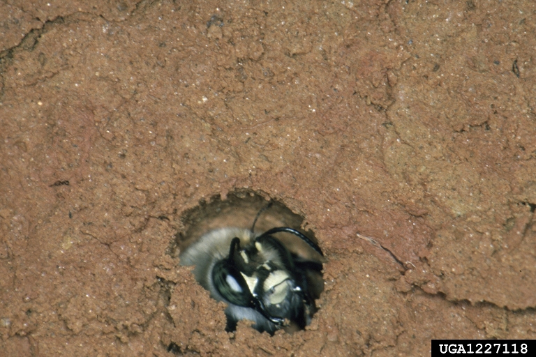 bee (Anthophora ursina Cresson, 1869)