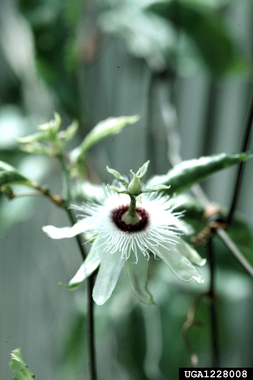 passionflower (Genus Passiflora Linnaeus)