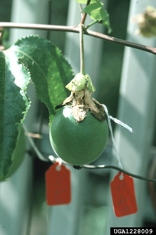 passionflower (Genus Passiflora)