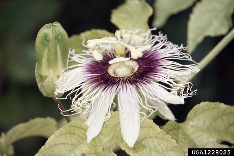 tropical passionflower (Passiflora anadenia Urban)