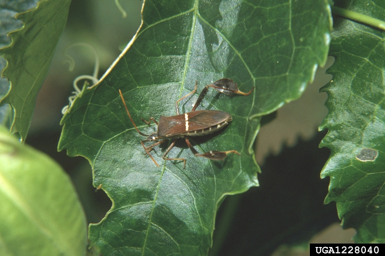 leaffooted bug (Leptoglossus phyllopus (Linnaeus))