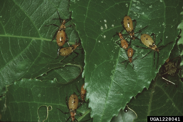 leaffooted bug (Leptoglossus phyllopus (Linnaeus))