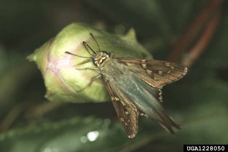 bean leafroller (Urbanus proteus (Linnaeus))