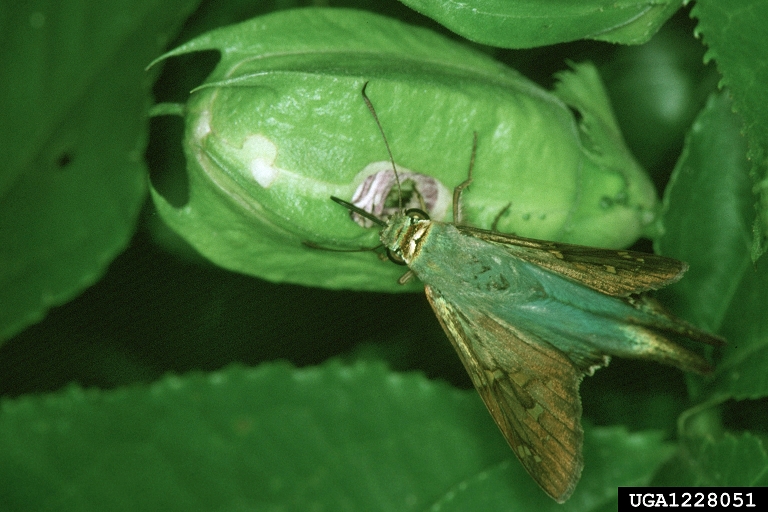 bean leafroller (Urbanus proteus (Linnaeus))