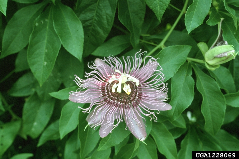 passionflower (Genus Passiflora Linnaeus)