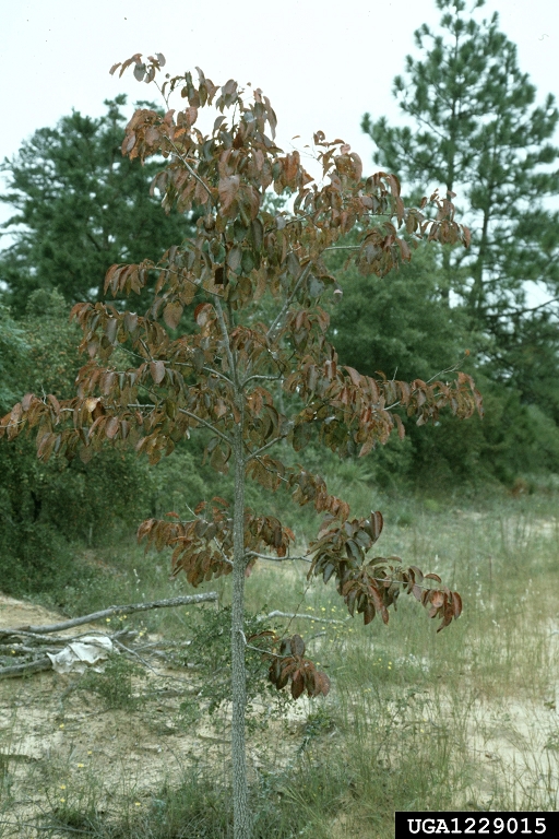 common persimmon (Diospyros virginiana L.)