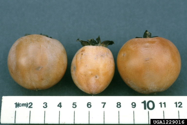 common persimmon (Diospyros virginiana L.)