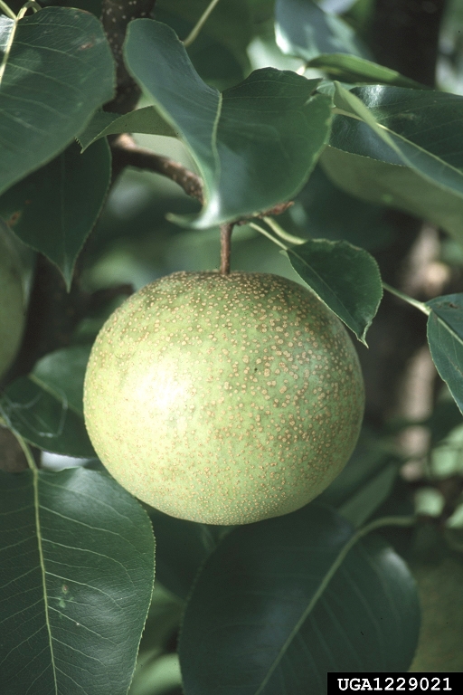 pear (Genus Pyrus)