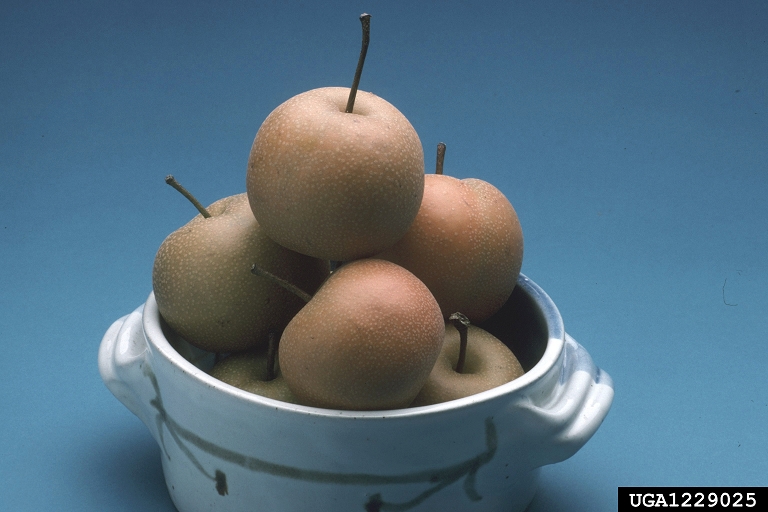 pear (Genus Pyrus L.)