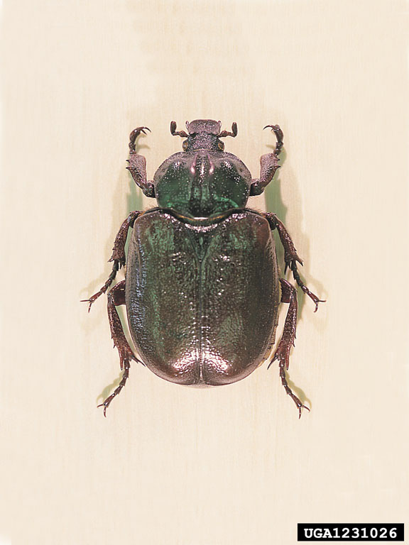hermit beetle (Osmoderma eremita (Scopoli, 1763))