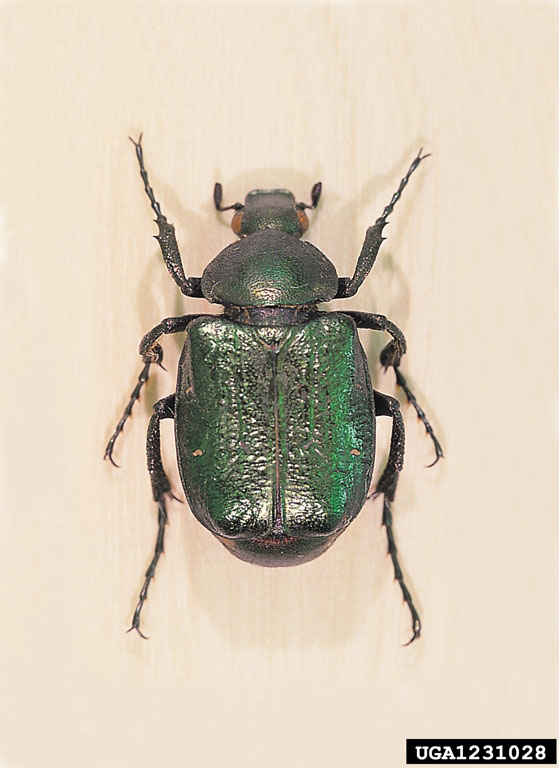 noble chafer (Gnorimus nobilis (Linnaeus, 1758))