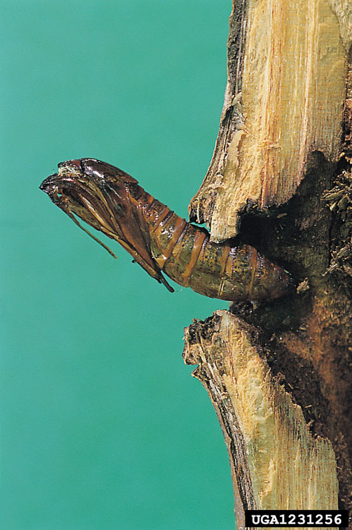 dusky clearwing (Paranthrene tabaniformis (Rottemberg))