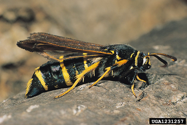 dusky clearwing (Paranthrene tabaniformis (Rottemberg))