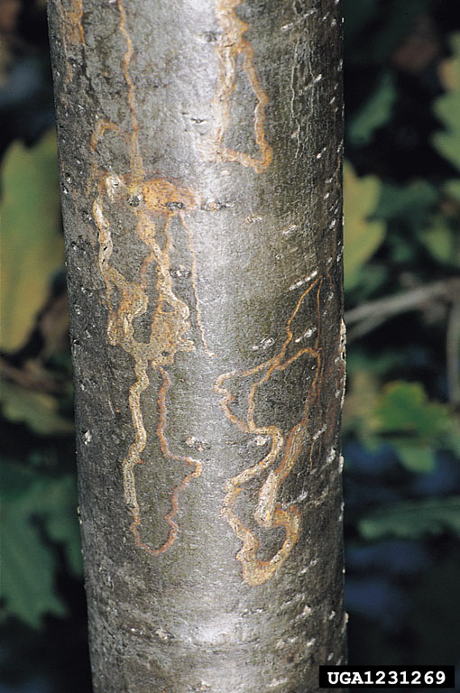 oak borer (Agrilus angustulus (Illiger, 1803))