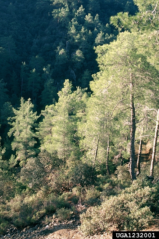 Turkish pine (Pinus brutia Tenore)