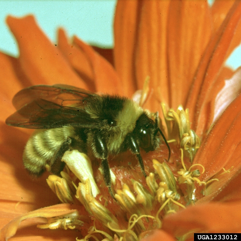 bumble bees (Genus Bombus)