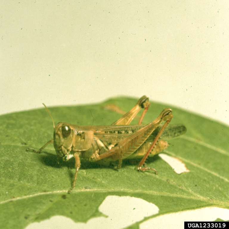 grasshoppers (Order Orthoptera)