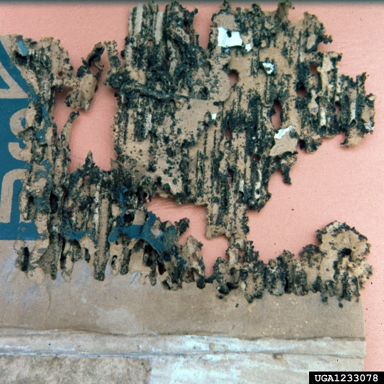 small blue silverfish (Lepisma saccharina Linnaeus, 1758)