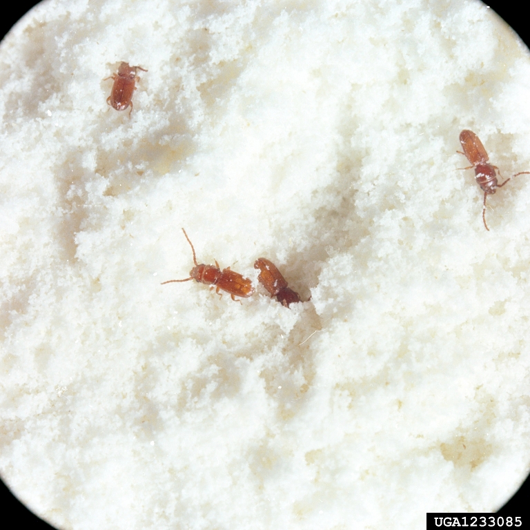 flat grain beetle (Cryptolestes pusillus)