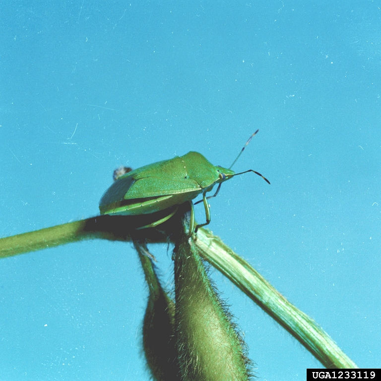 southern green stink bug (Nezara viridula)