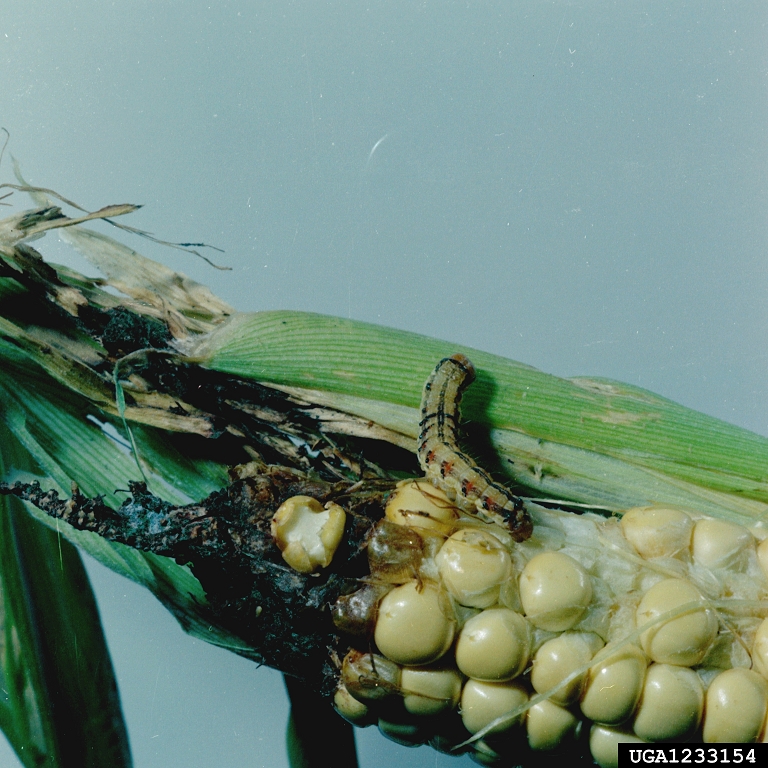 corn earworm, tomato fruitworm (Helicoverpa zea)