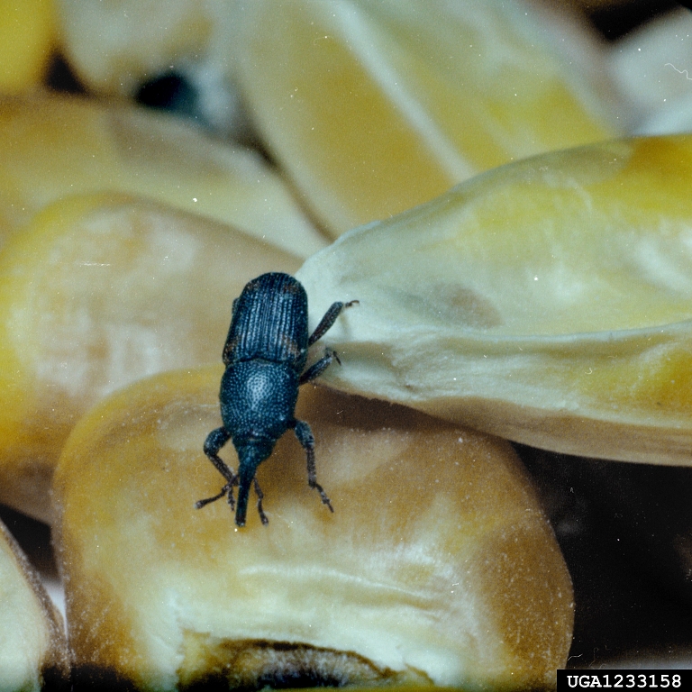 rice weevil (Sitophilus oryzae (Linnaeus, 1763))