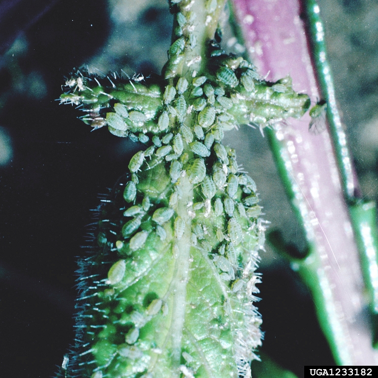 aphids (Family Aphididae)