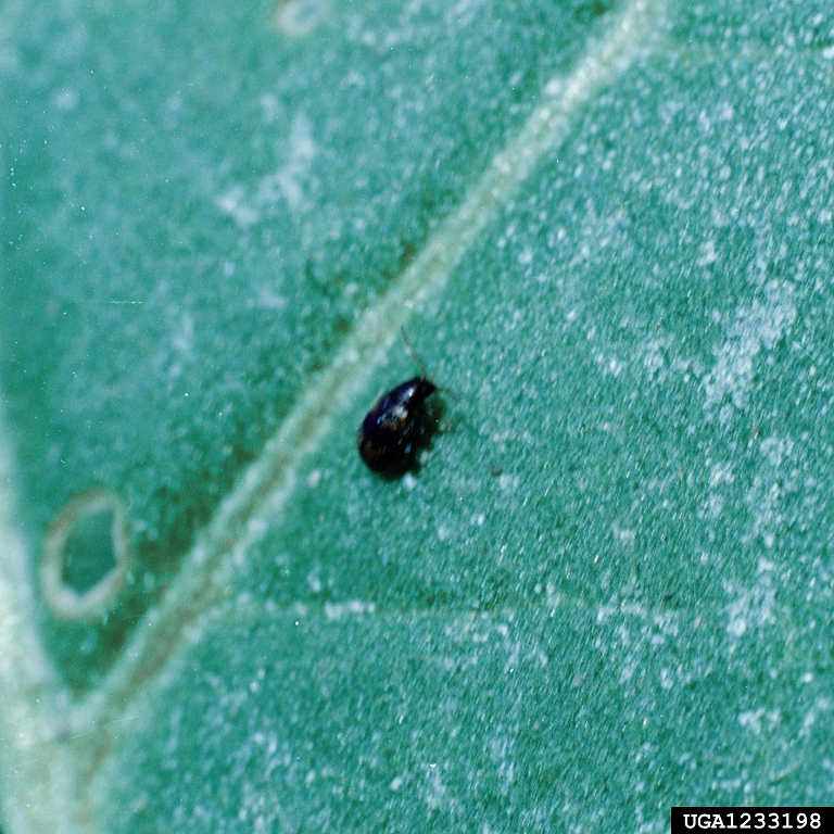tobacco flea beetle (Epitrix hirtipennis)