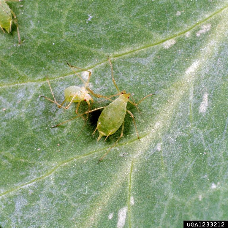 aphids, (Hemiptera: Aphididae) - 1233212