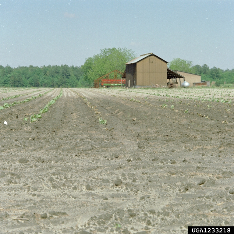 tobacco wireworm (Conoderus vespertinus (Fabricius, 1801))