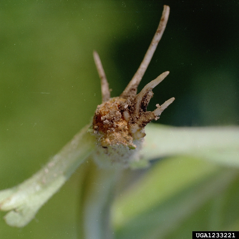 root rot/damping off (Genus Rhizoctonia)