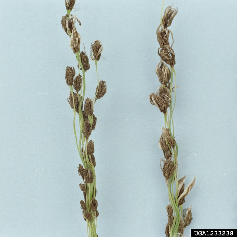 loose smut of wheat or barley (Ustilago tritici (Pers.) Rostr.)