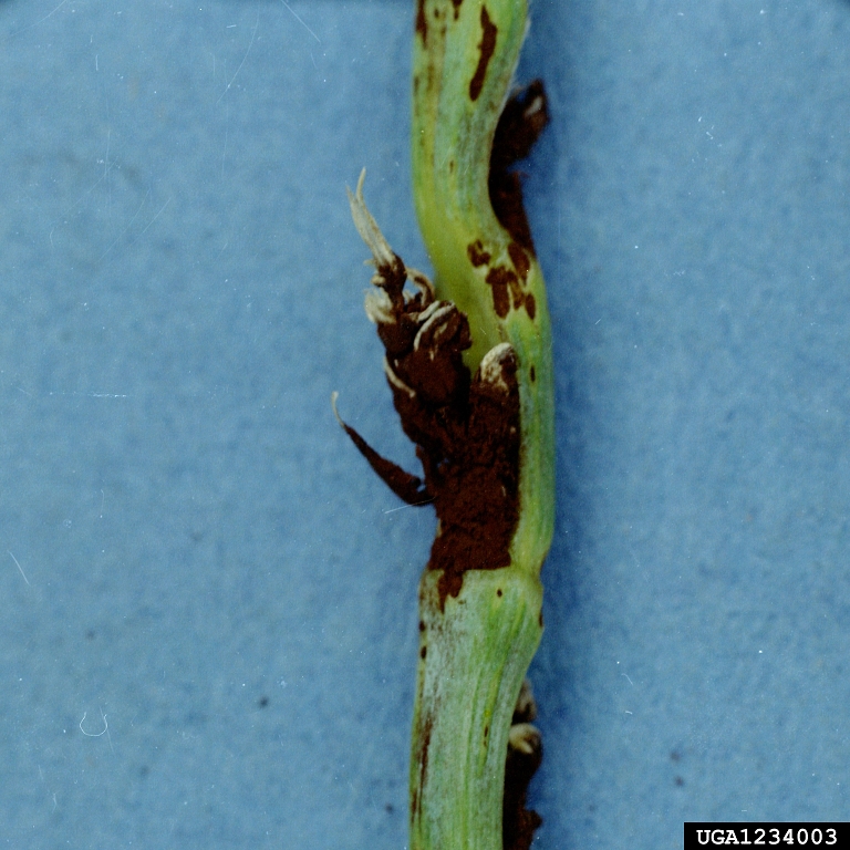 smut (Genus Ustilago (Pers.) Roussel)